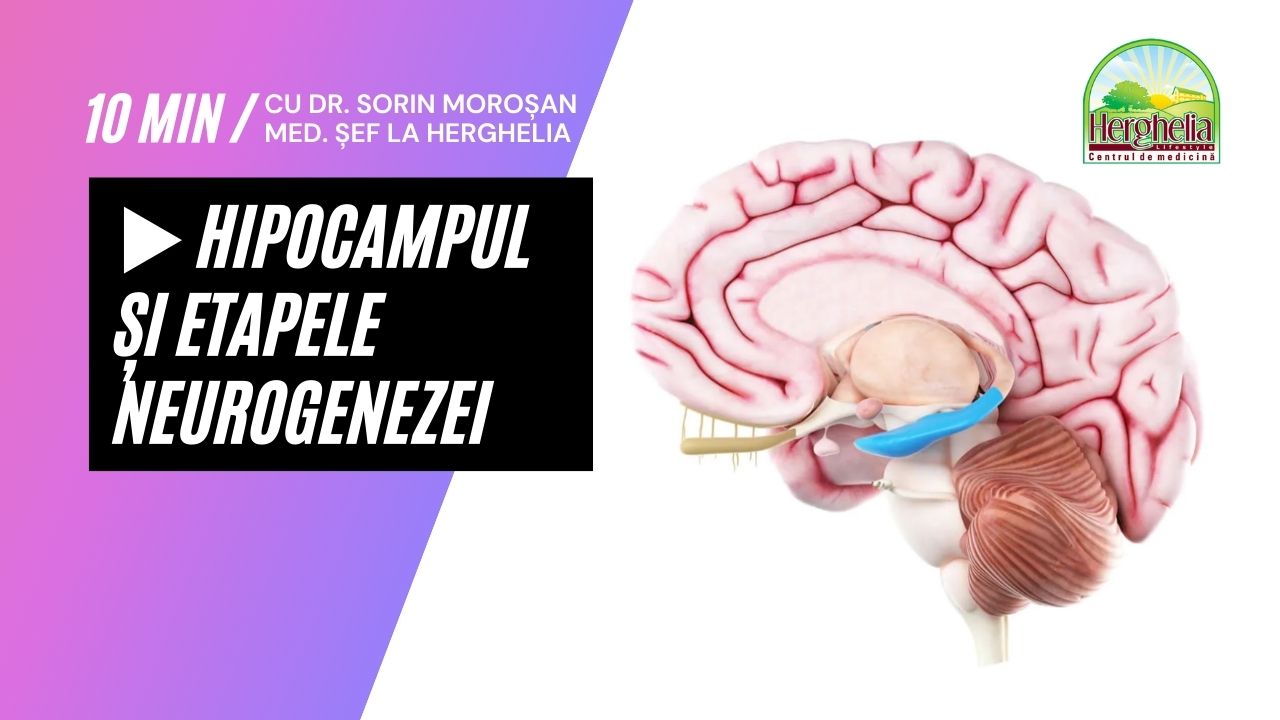 Hipocampul și Etapele Neurogenezei p19. | Dr. Moroșan Sorin